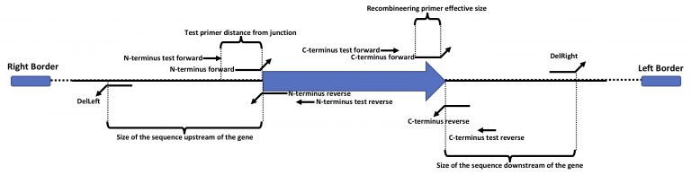 Recombineering – Alonso-Stepanova Laboratory